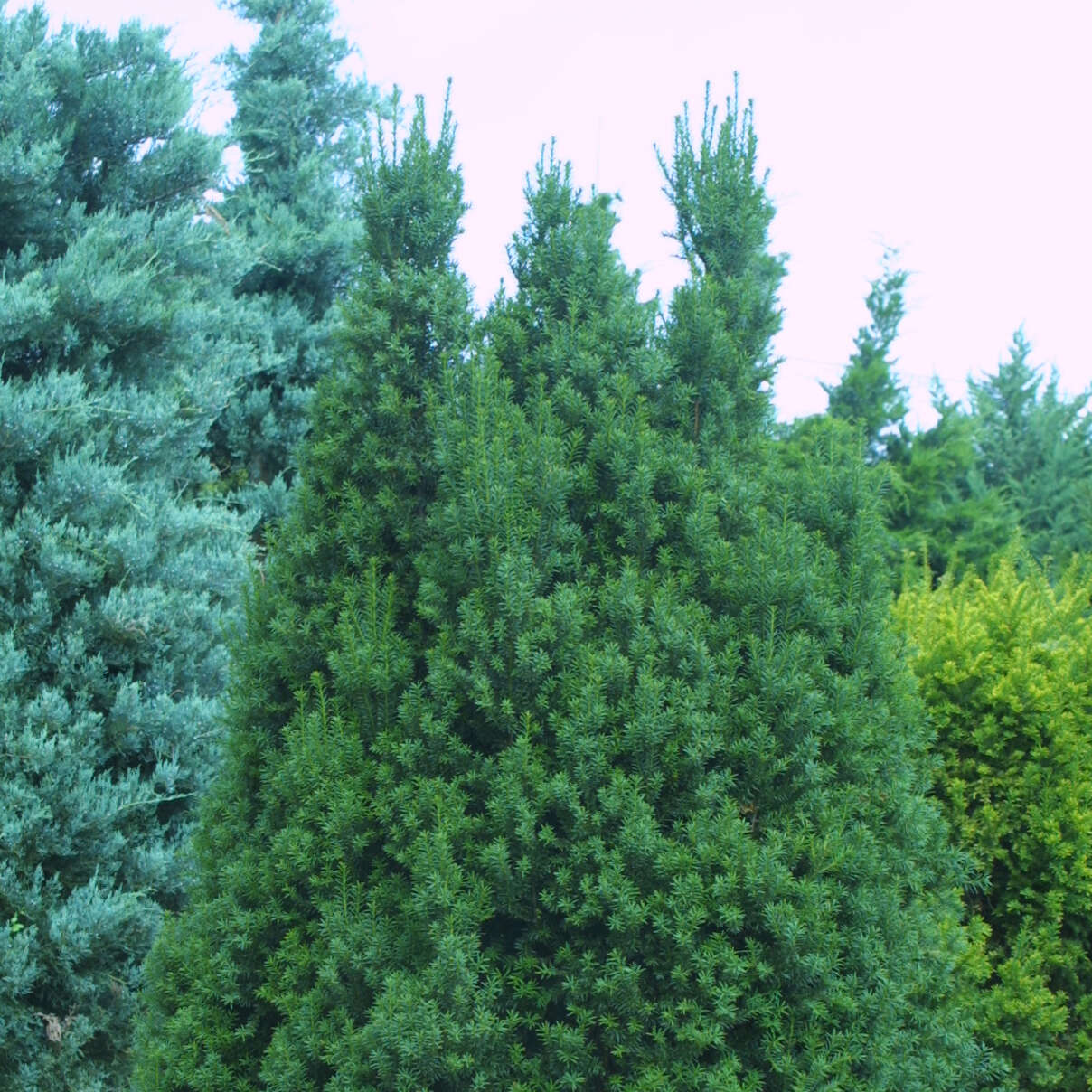 Pyramideneibe - Taxus baccata 'Overeynderi' - grün