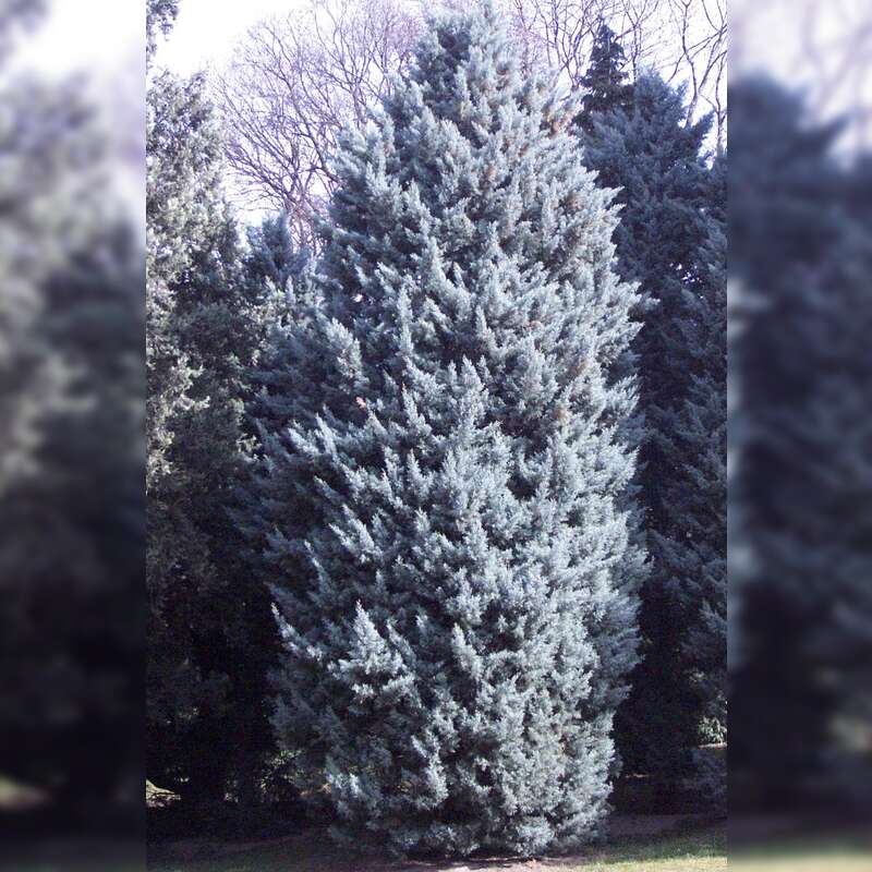 Arizonazypresse - Cupressus arizonica 'Fastigiata'