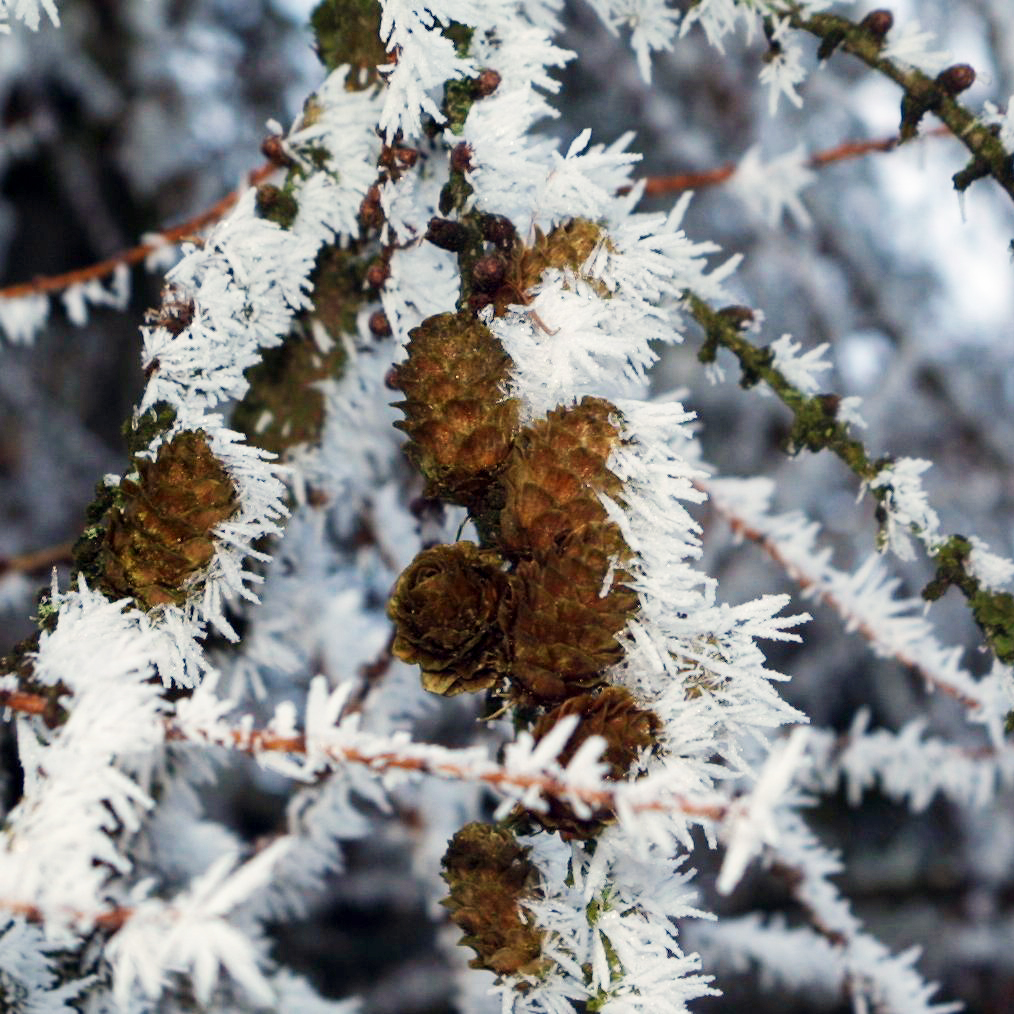 Europäische Lärche - Larix decidua - grün