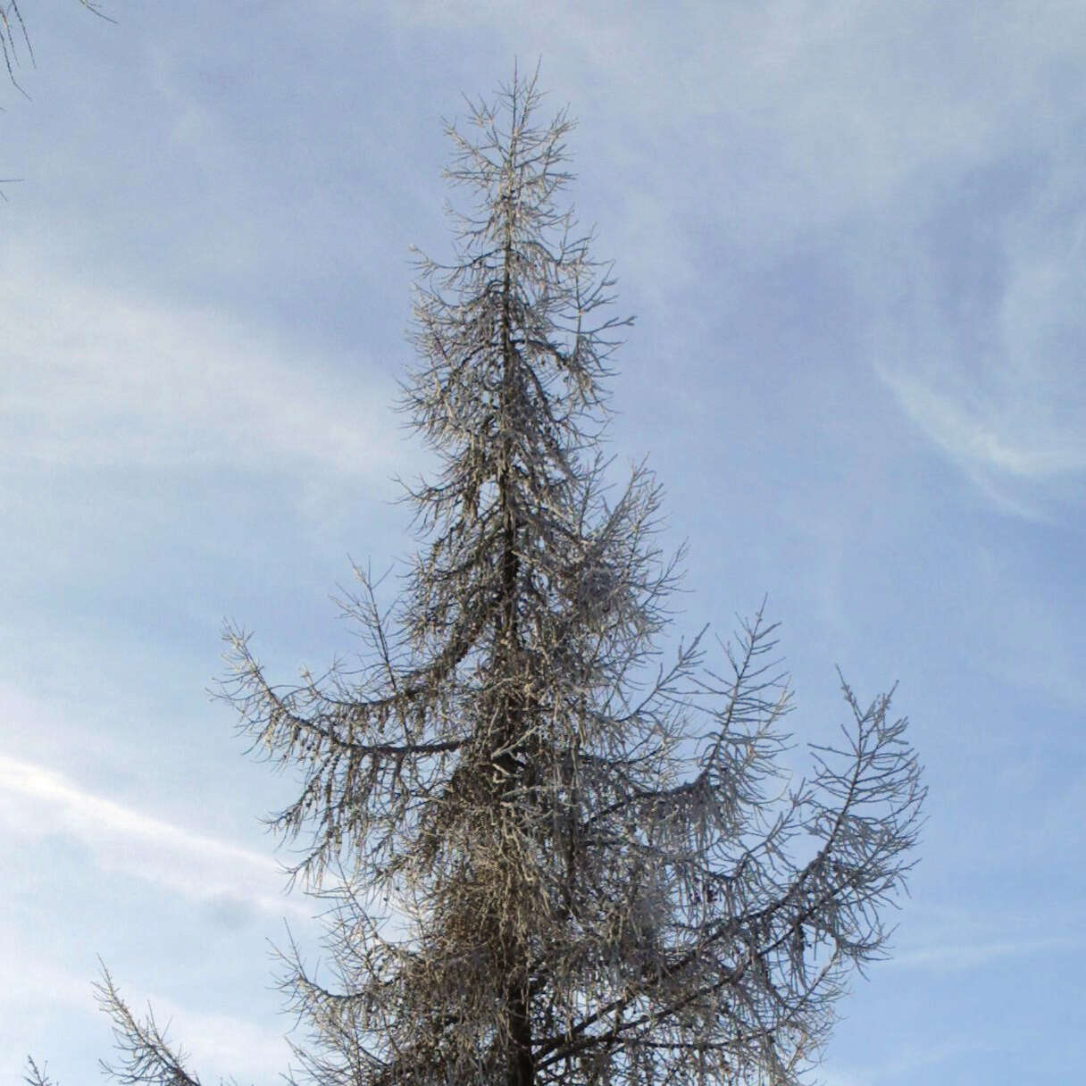 Europäische Lärche - Larix decidua - grün