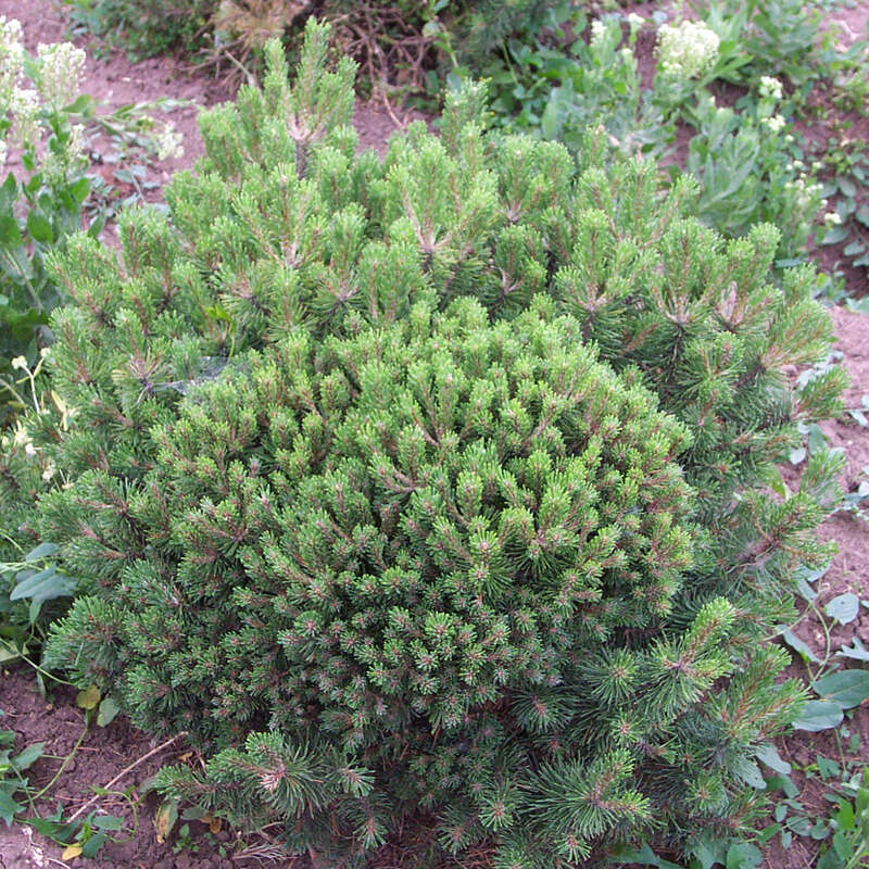 Zwerg-Kugellatsche - Pinus mugo 'Mini Mops'