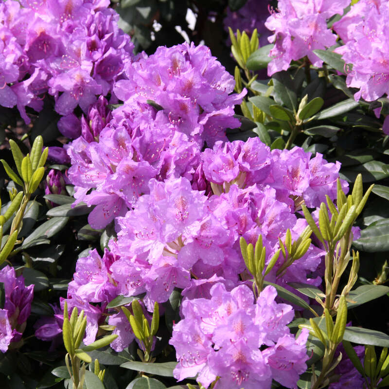 Rhododendron Catawbiense Grandiflorum