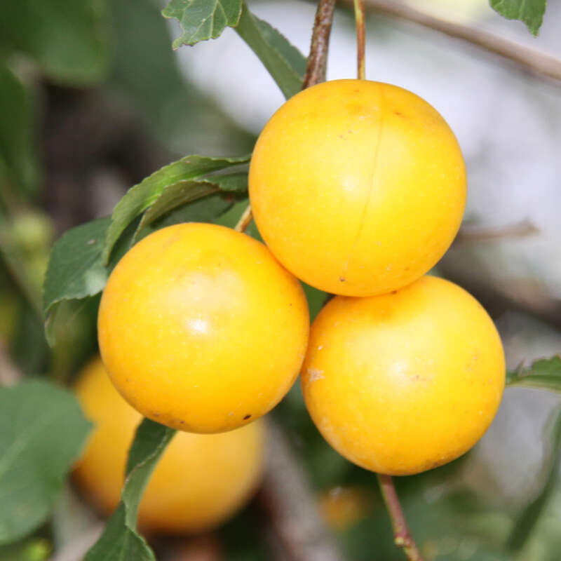 Wildes Kriecherl - Prunus domestica insititia - weiß