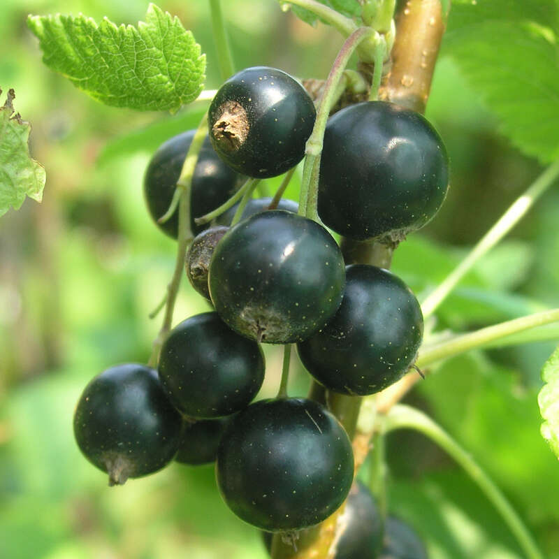 Schwarze Ribisel - Ribes nigrum 'Titania'