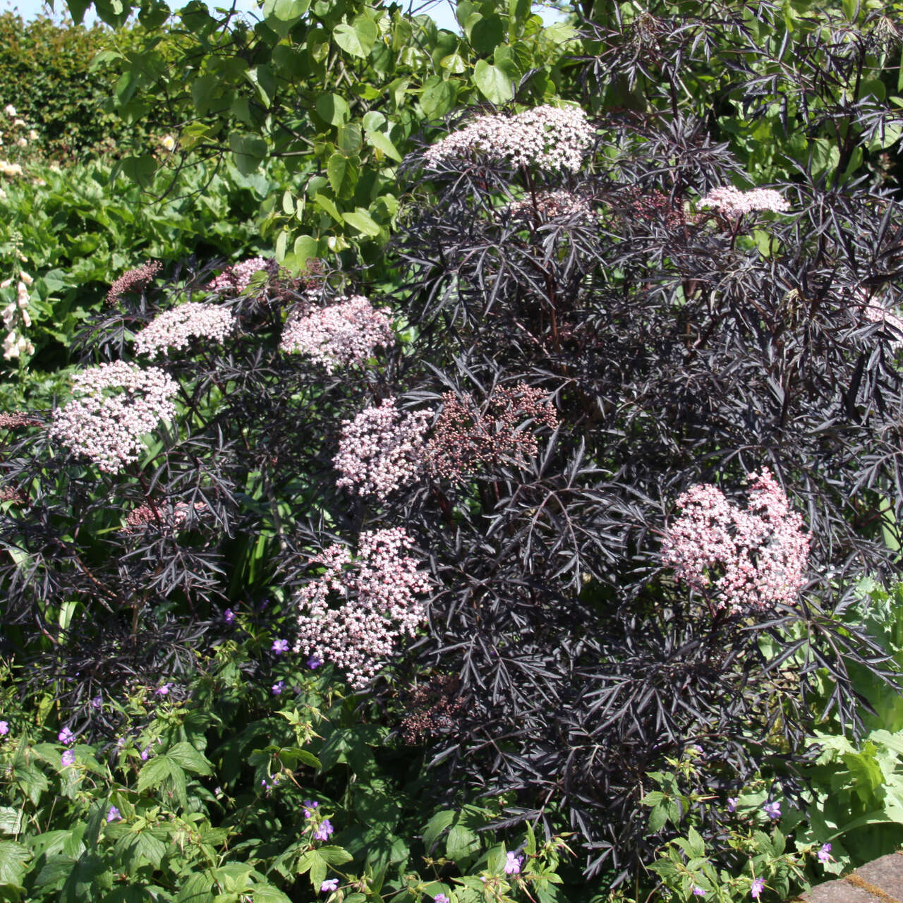 Roter Geschlitztblättriger Holunder - Sambucus nigra 'Black Lace' - rosa