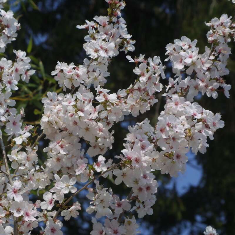 Brautkirsche - Prunus incisa 'The Bride' - weiß