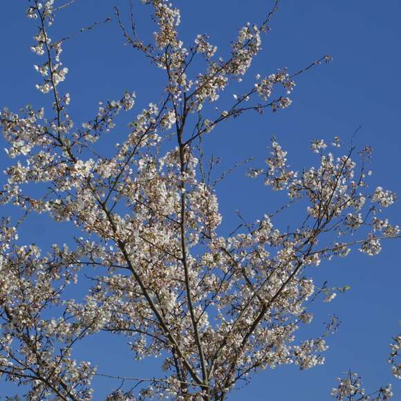 Tokyokirsche, Yoshino-Kirsche - Prunus yedoensis - weiß