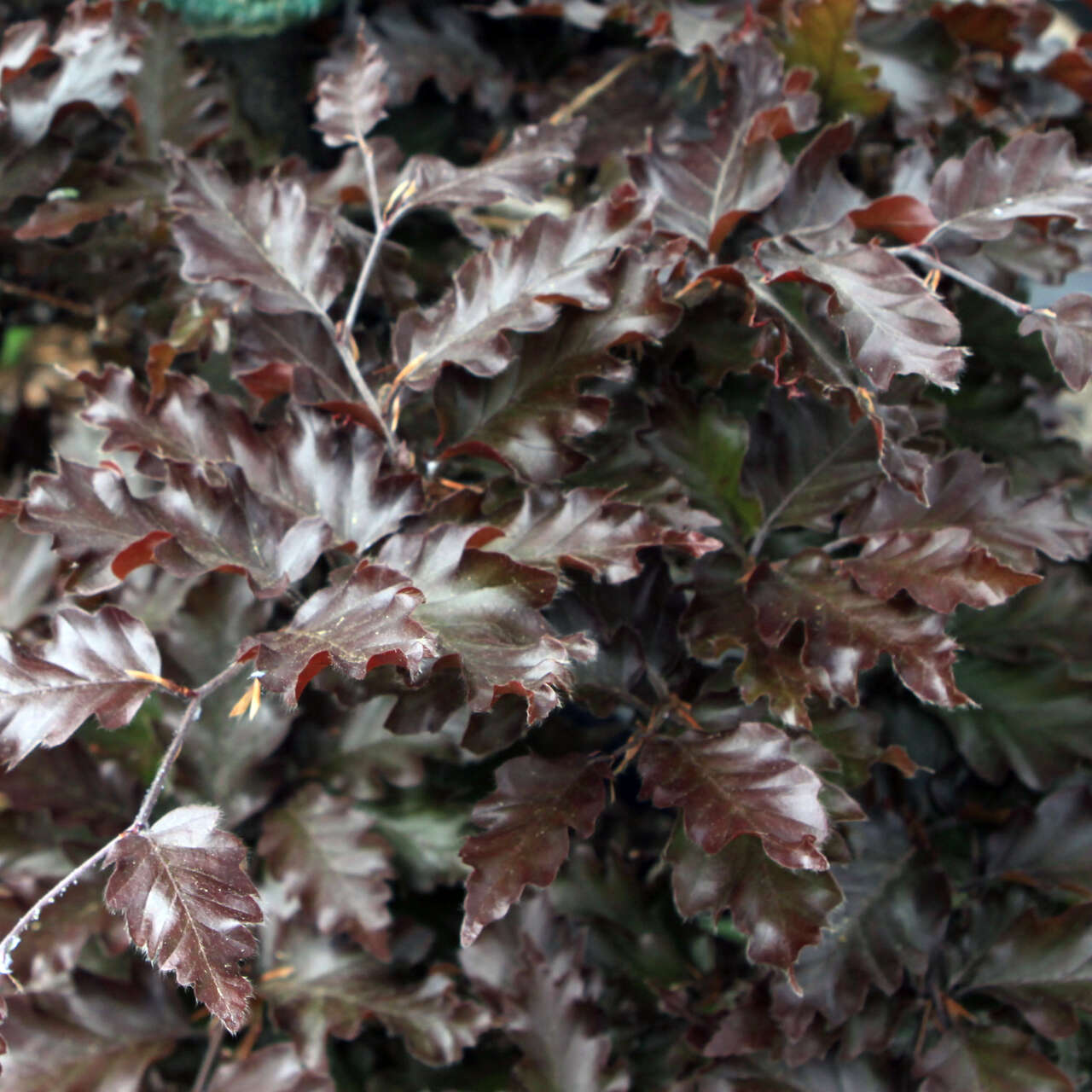 Hänge-Blutbuche - Fagus sylvatica 'Rohan Weeping' - rot