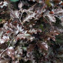 Hänge-Blutbuche - Fagus sylvatica 'Rohan Weeping' - rot