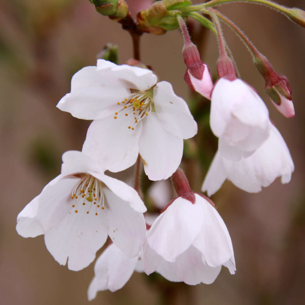 Tokyokirsche, Yoshino-Kirsche - Prunus yedoensis - weiß
