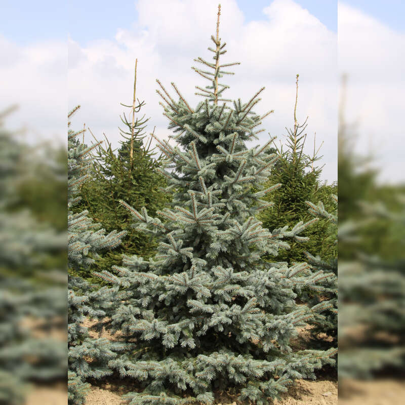 Sämlings-Blaufichte - Picea pungens glauca