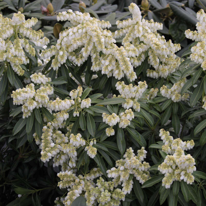 Lavendelheide - Pieris japonica 'Purity' - weiß