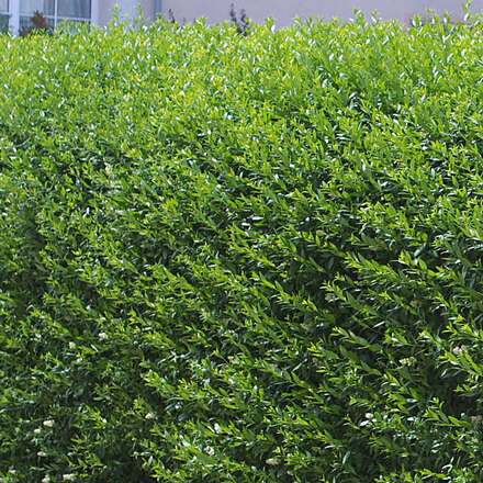 Heimischer Liguster - Ligustrum vulgare - weiß