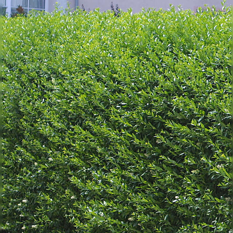 Heimischer Liguster - Ligustrum vulgare - weiß
