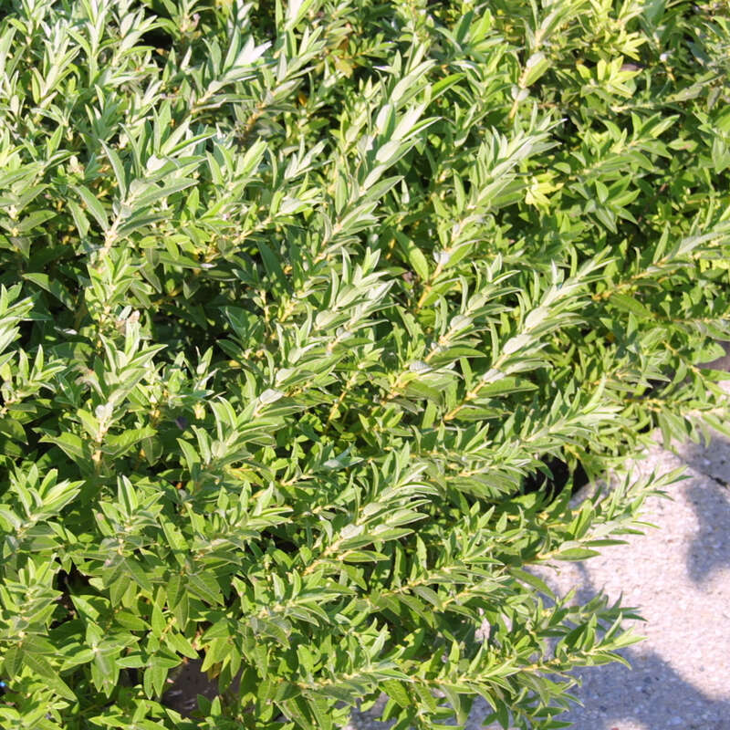 Japanische Zwergweide - Salix subopposita - weiß