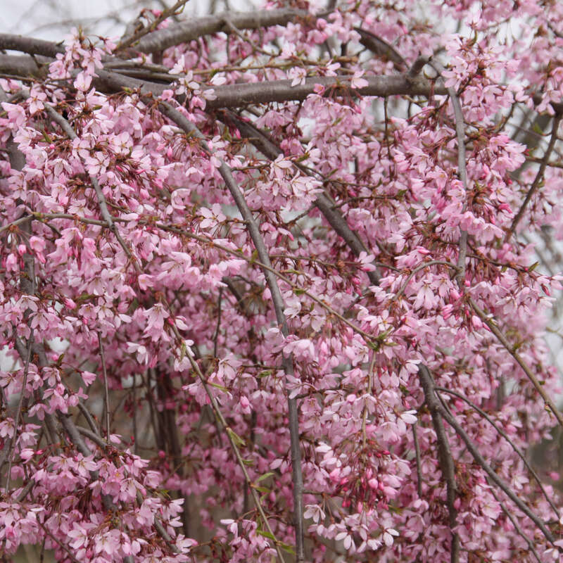 Hängekirsche - Prunus pendula 'Pendula Rubra' - rosa