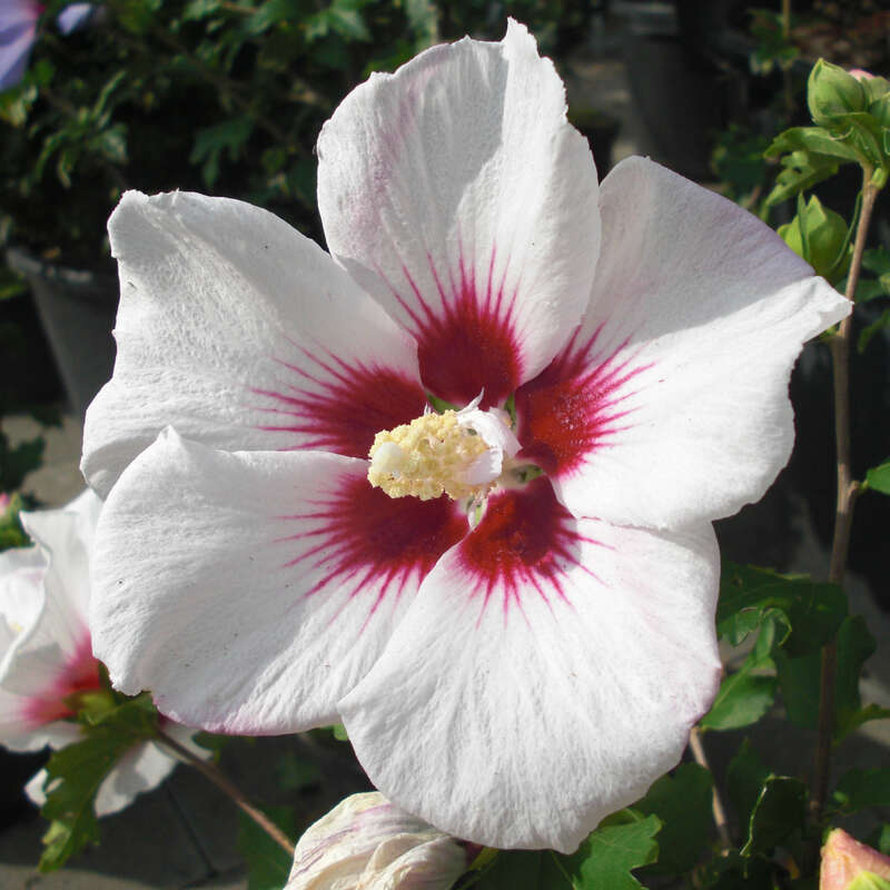 Eibisch - Hibiscus syriacus 'Helene' - mehrfärbig