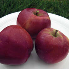 Winterapfel - Malus domestica 'Gloster' - weiß