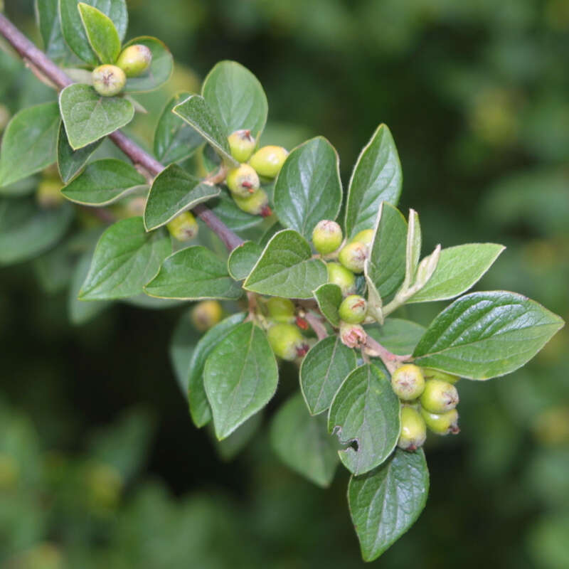 Strauchmispel - Cotoneaster integerrimus - weiß