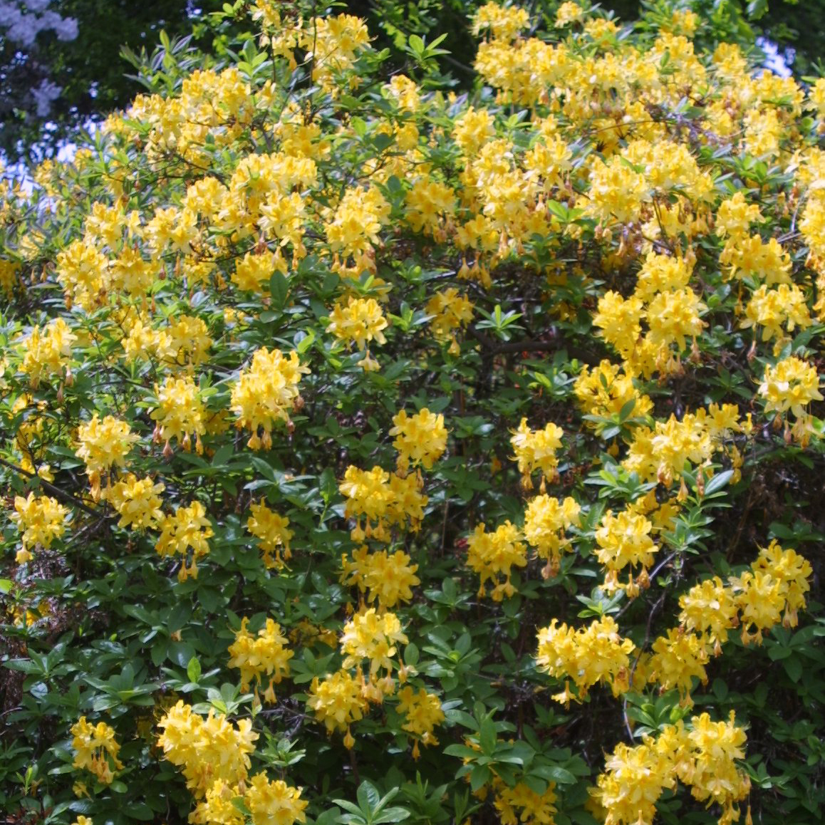 Pontische Azalee - Azalea pontica - gelb