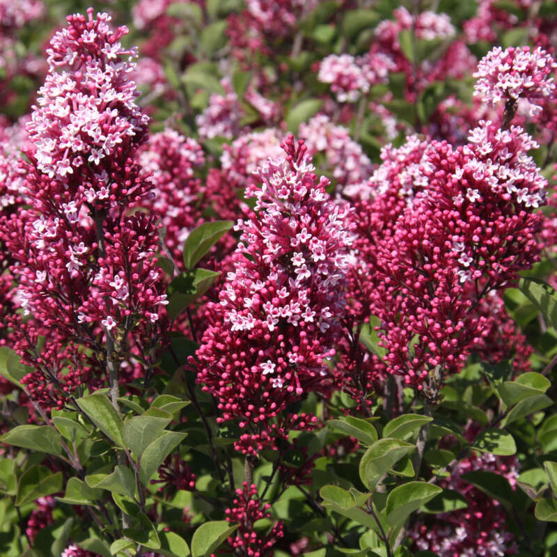 Zwergflieder - Syringa 'Tinkerbelle' - rosa