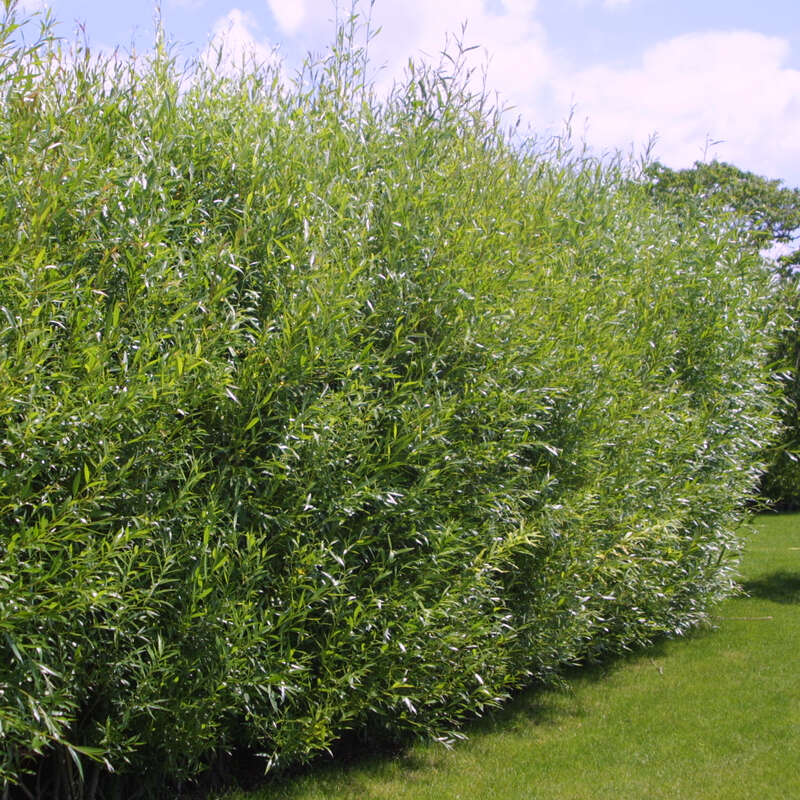 Flechtweide - Salix viminalis