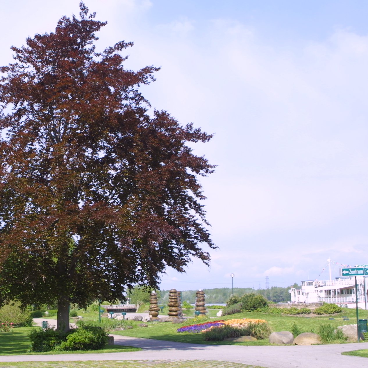 Veredelte Blutbuche - Fagus sylvatica 'Riversii' - rot