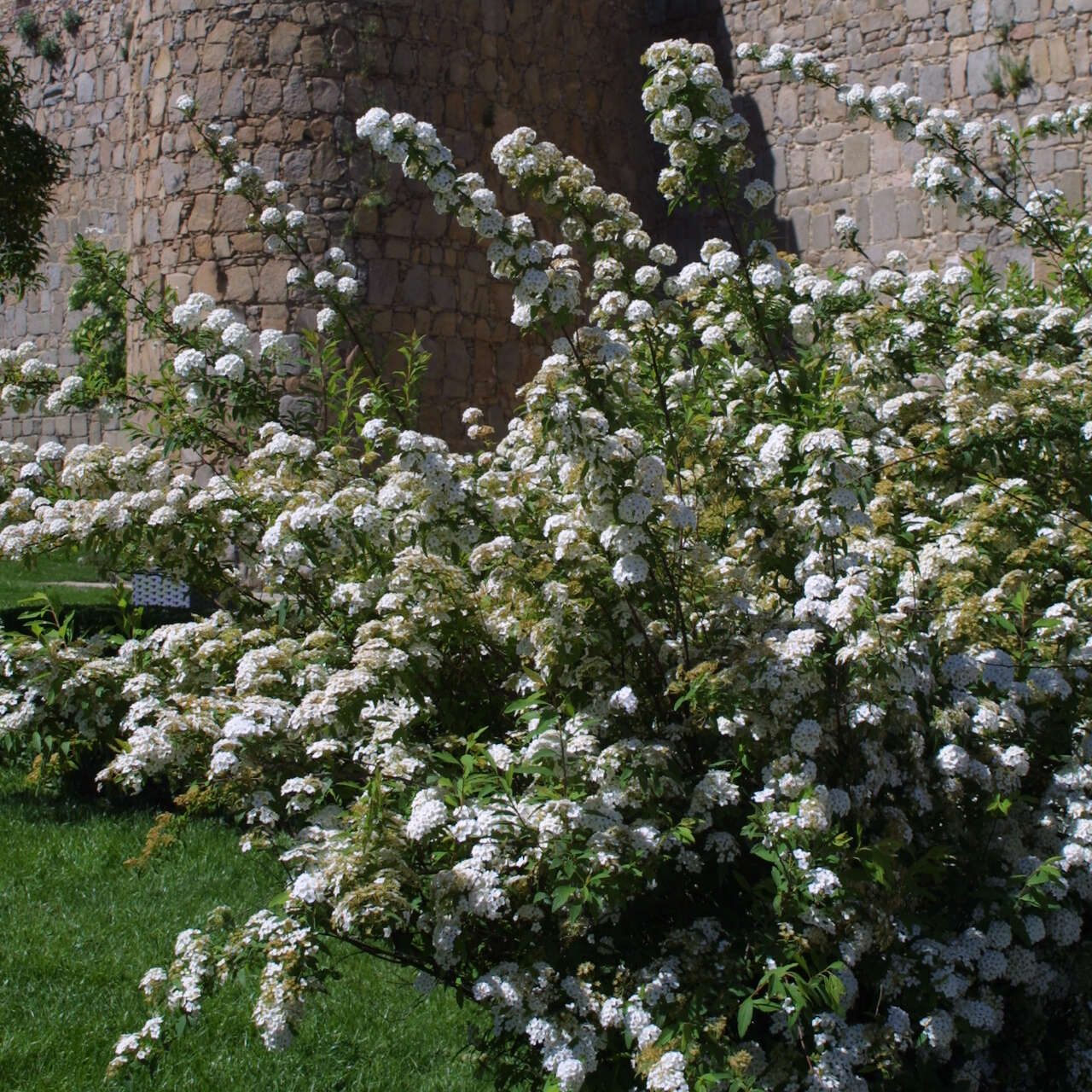 Gefülltblühende Brautspiere - Spiraea cantoniensis 'Lanceata' - weiß