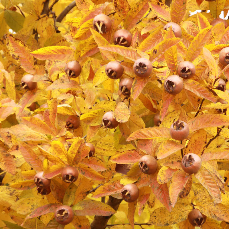 Mispel - Mespilus germanica 'Mispel von Metz'