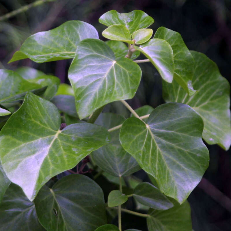 Strauchefeu - Hedera hibernica 'Arbori Compact' - gelb