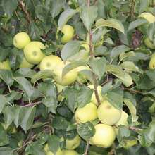 Winterapfel - Malus domestica 'Golden Delicious' - weiß
