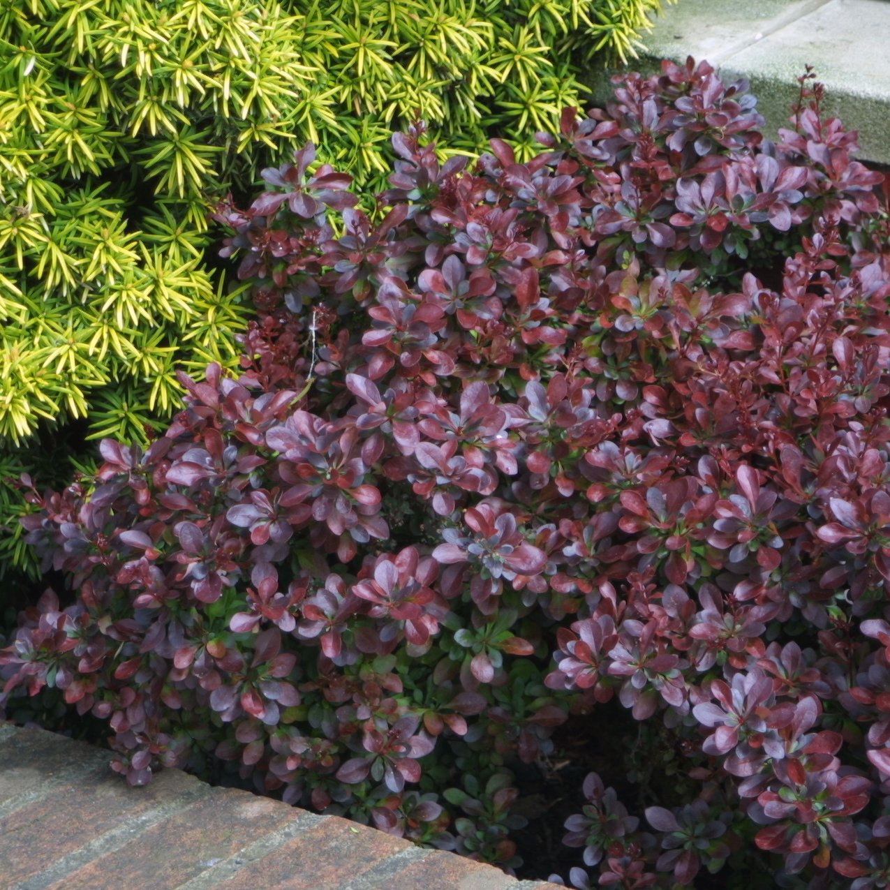 Zwerg-Blutberberitze - Berberis thunbergii 'Atropurpurea Nana' - gelb