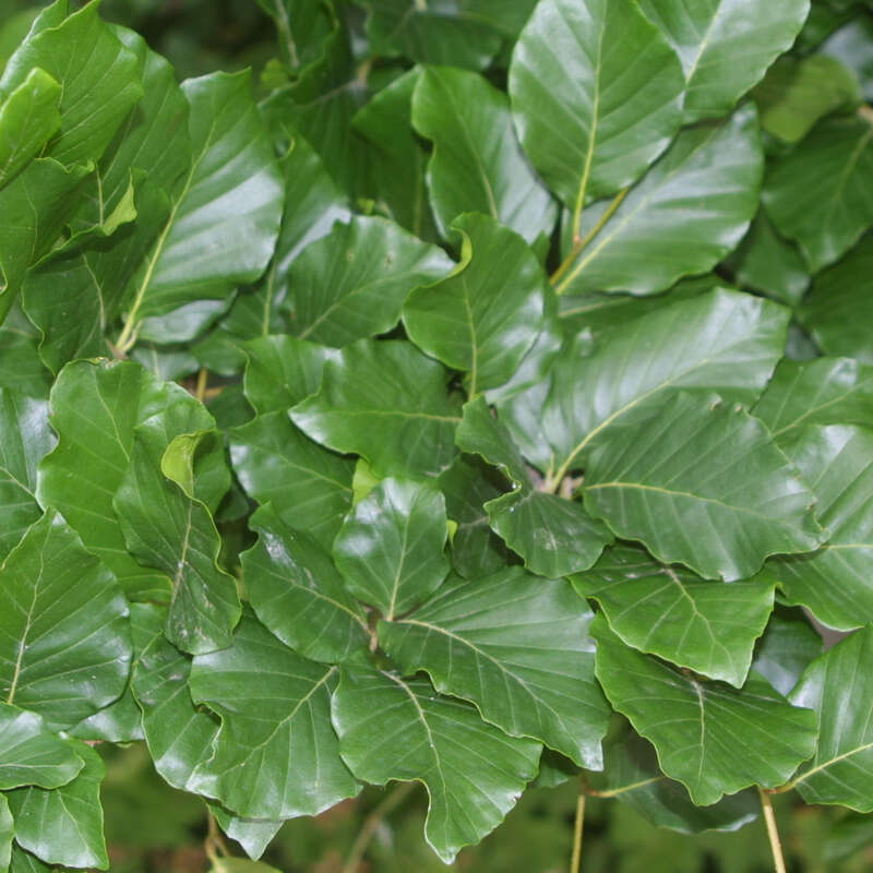 Säulenbuche - Fagus sylvatica 'Dawyck' (Fastigiata)