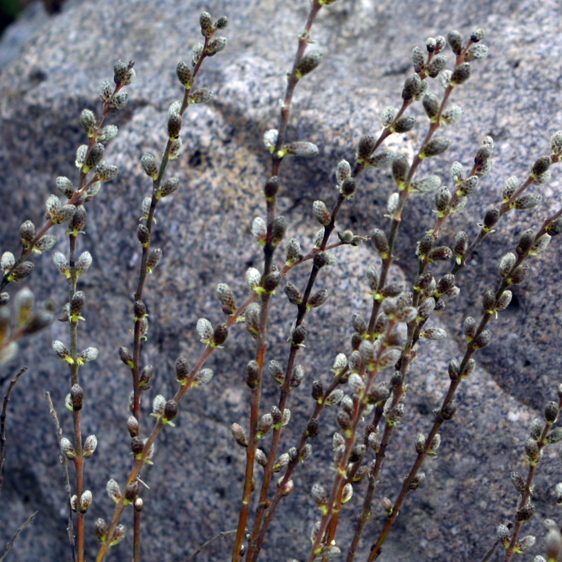 Japanische Zwergweide - Salix subopposita - weiß
