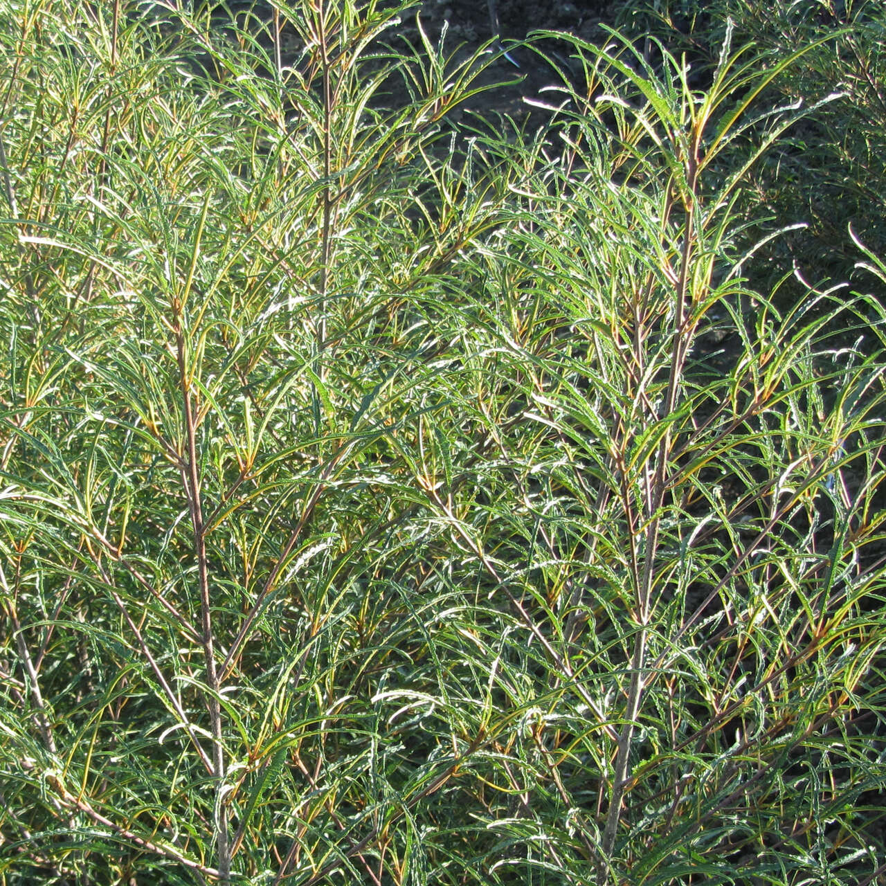 Geschlitzter Faulbaum - Frangula alnus 'Asplenifolia' - grün