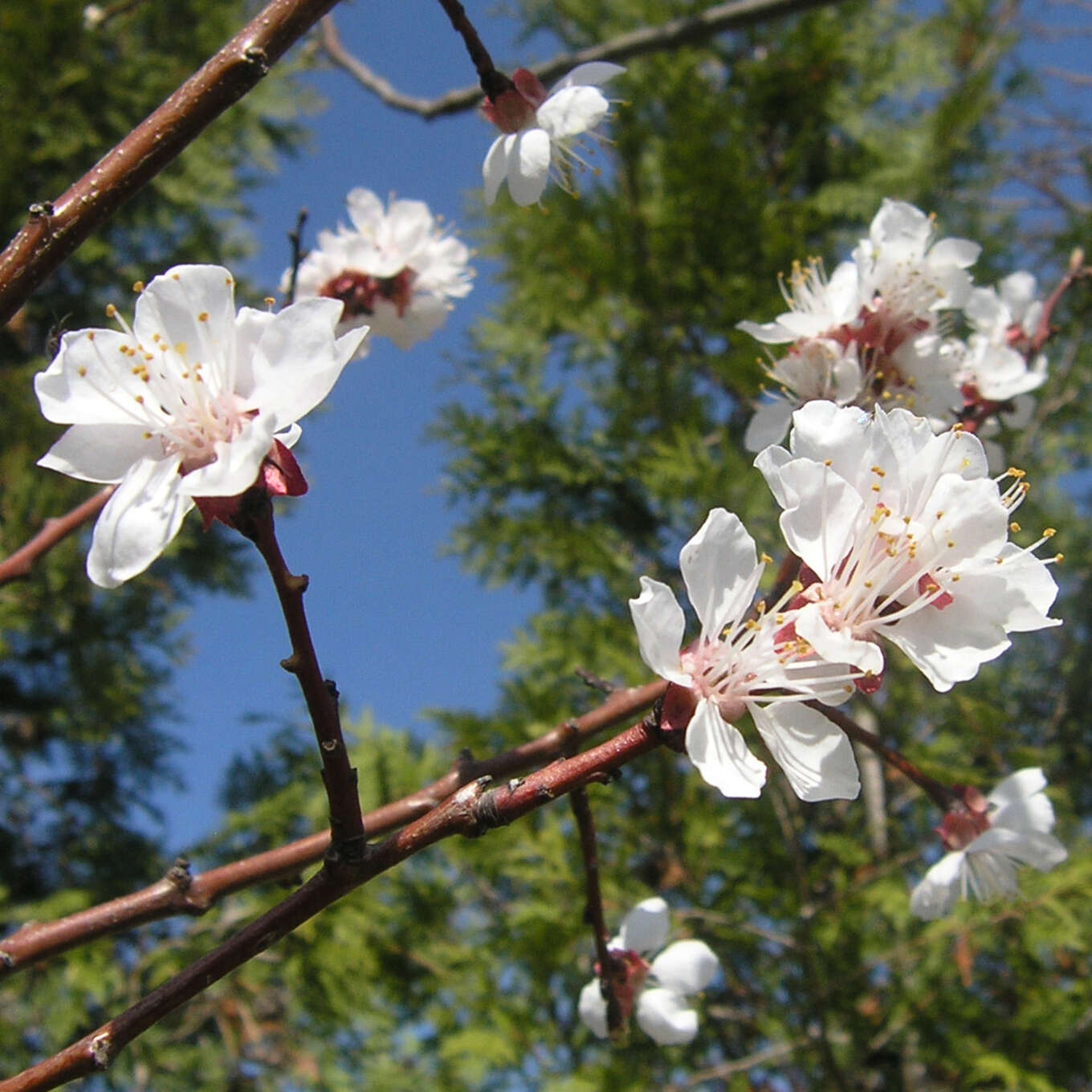 Marille - Prunus arm. 'Bergeron'
