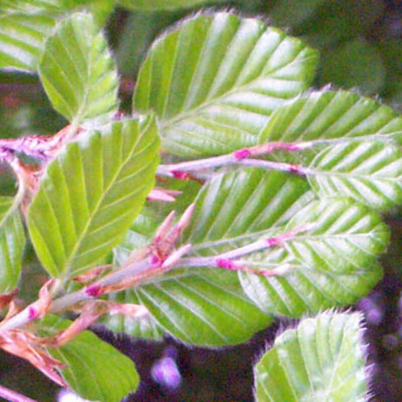 Hängebuche - Fagus sylvatica 'Pendula'