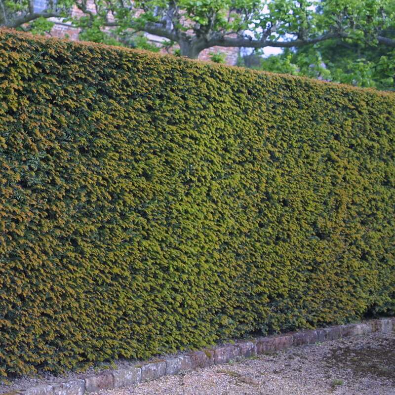 Heimische Eibe - Taxus baccata