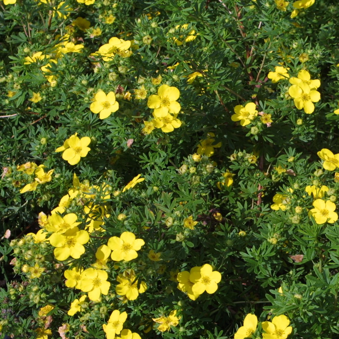 Fünffingerstrauch - Potentilla fruticosa 'Goldfinger' - gelb