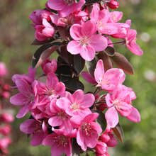 Säulen-Zierapfel - Malus 'Maypole' - rosa