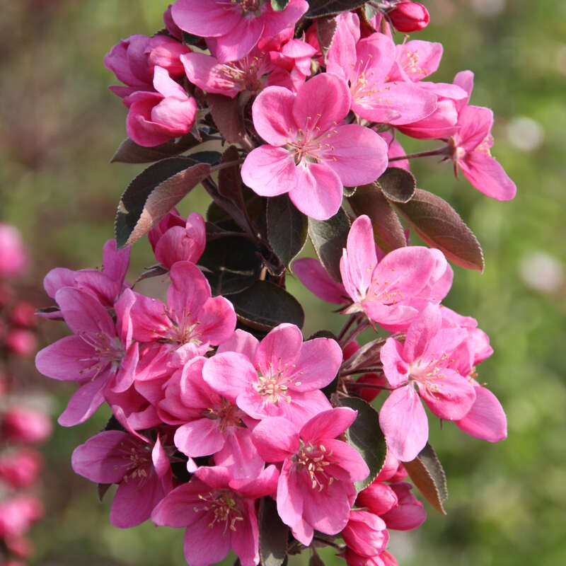 Säulen-Zierapfel - Malus 'Maypole' - rosa