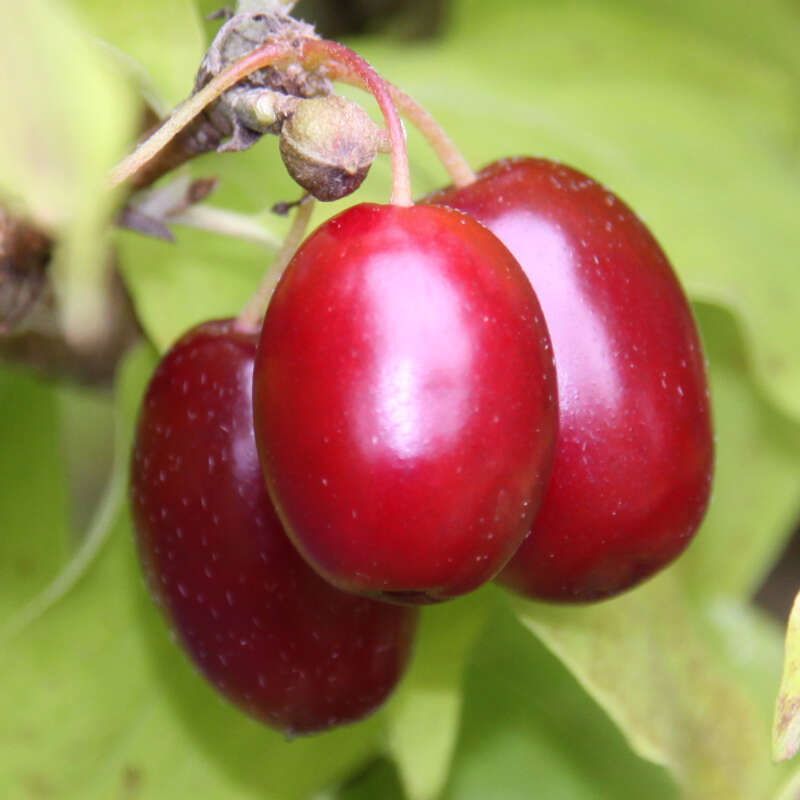 Männlicher Dirndlstrauch - Cornus mas 'Mascula' - gelb