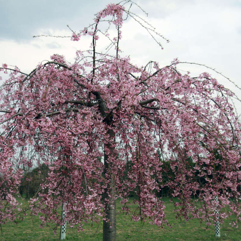 Hängekirsche - Prunus pendula 'Pendula Rubra' - rosa