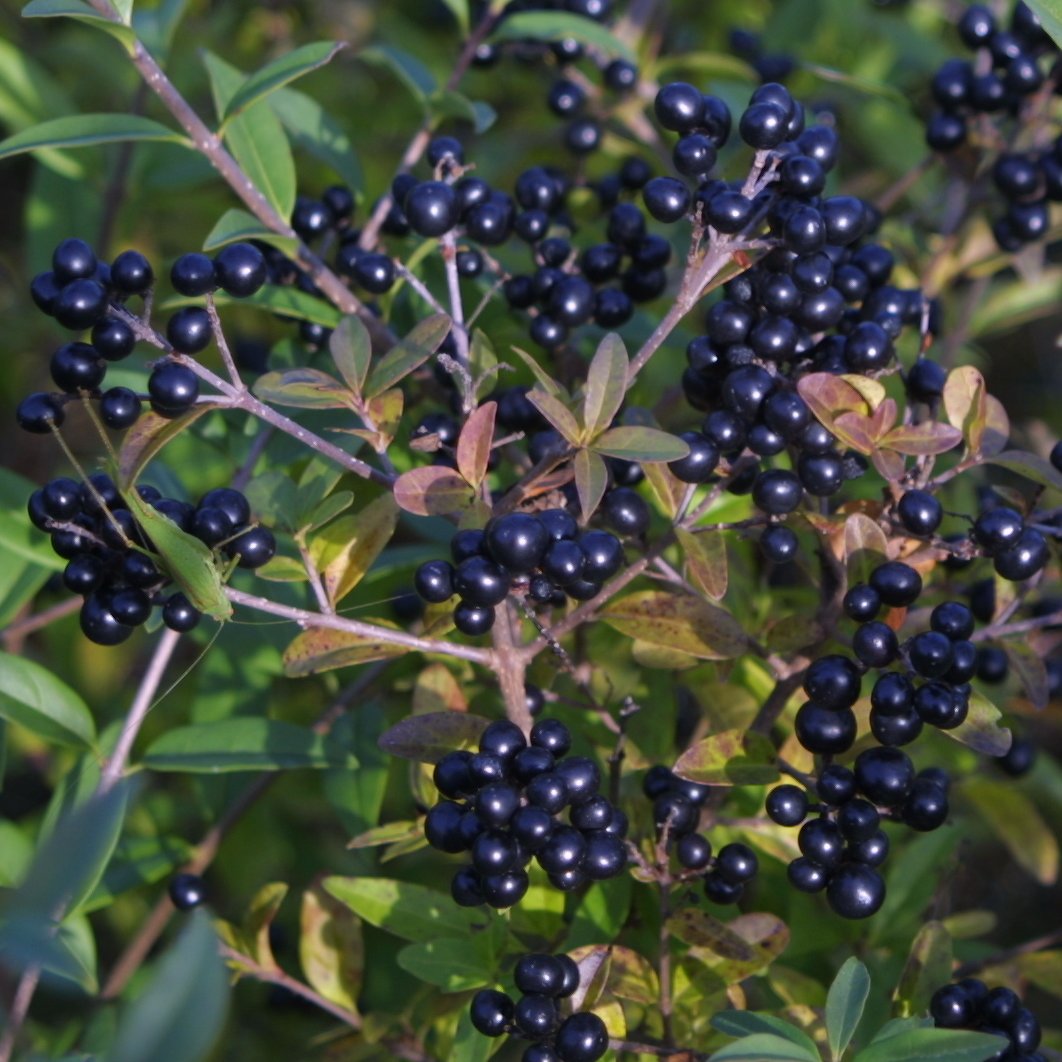Aufrechter Liguster - Ligustrum vulgare 'Atrovirens' in ...