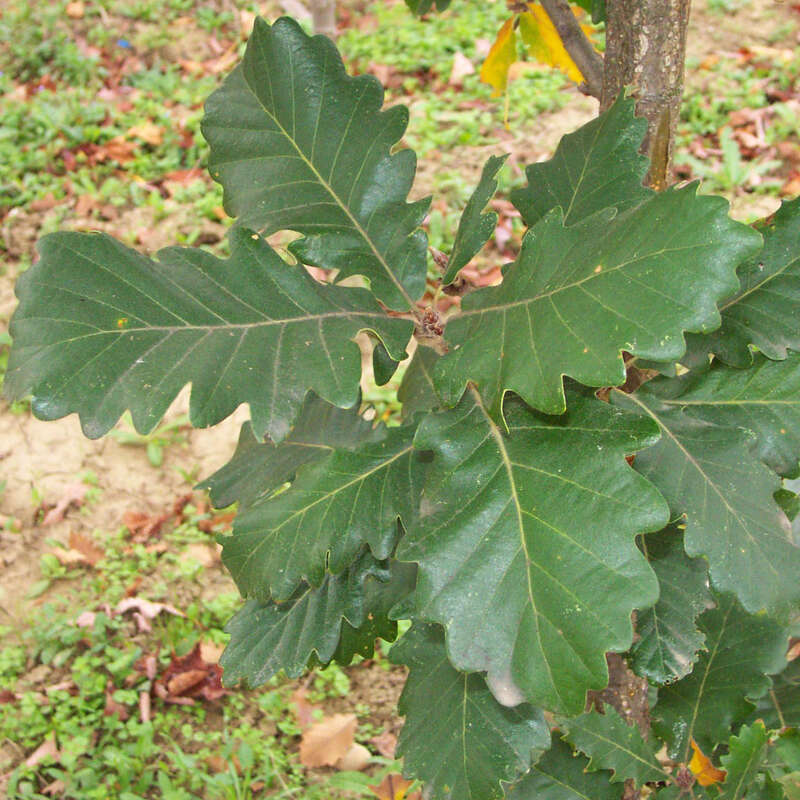 Persische Eiche - Quercus macranthera - gelb