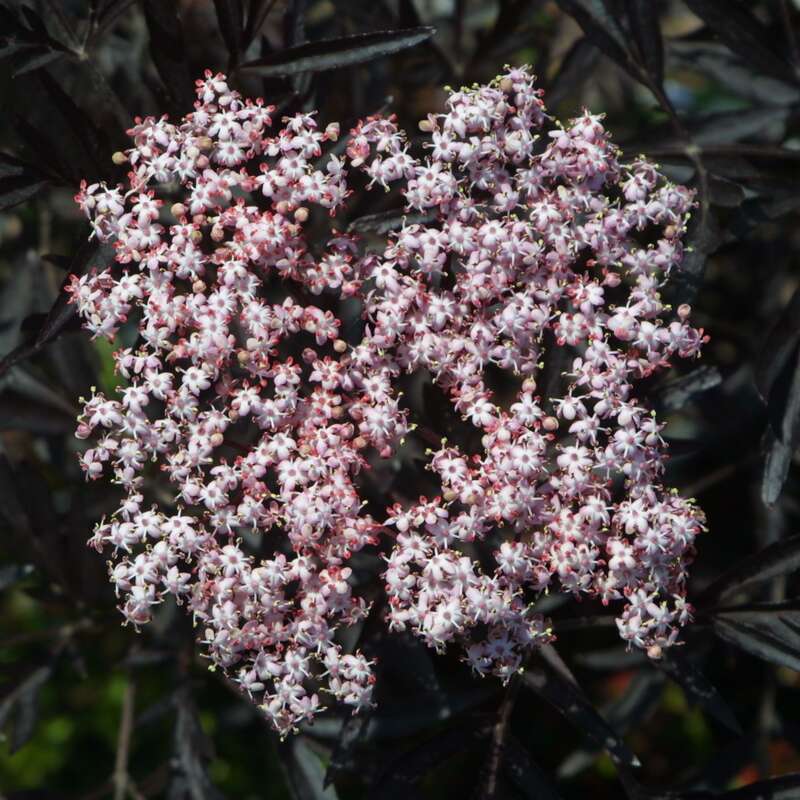 Roter Geschlitztblättriger Holunder - Sambucus nigra 'Black Lace' - rosa