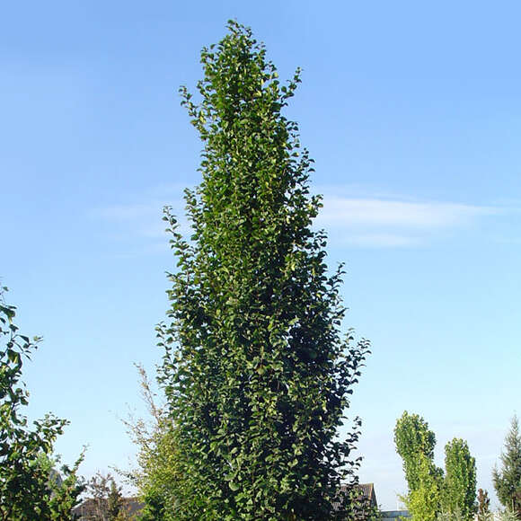 Säulen-Hainbuche - Carpinus betulus 'Lucas' - grün