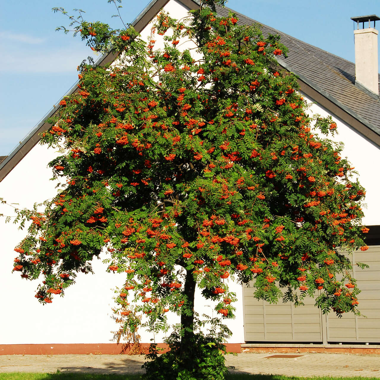 Gemeine Eberesche, Vogelbeere - Sorbus aucuparia - weiß