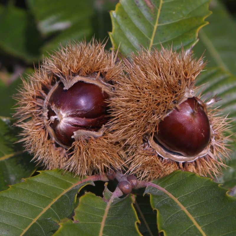 Edelkastanie, Maroni - Castanea sativa - grün