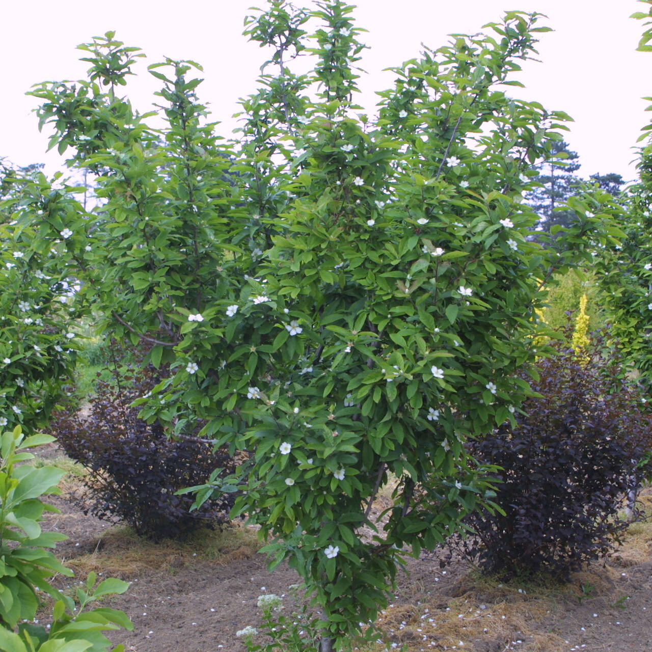 Mispel - Mespilus germanica 'Mispel von Nottingham' - weiß